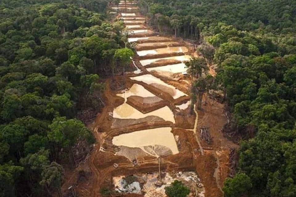 Clima 21 afirma: "Se acelera la destrucción de los bosques naturales de ...